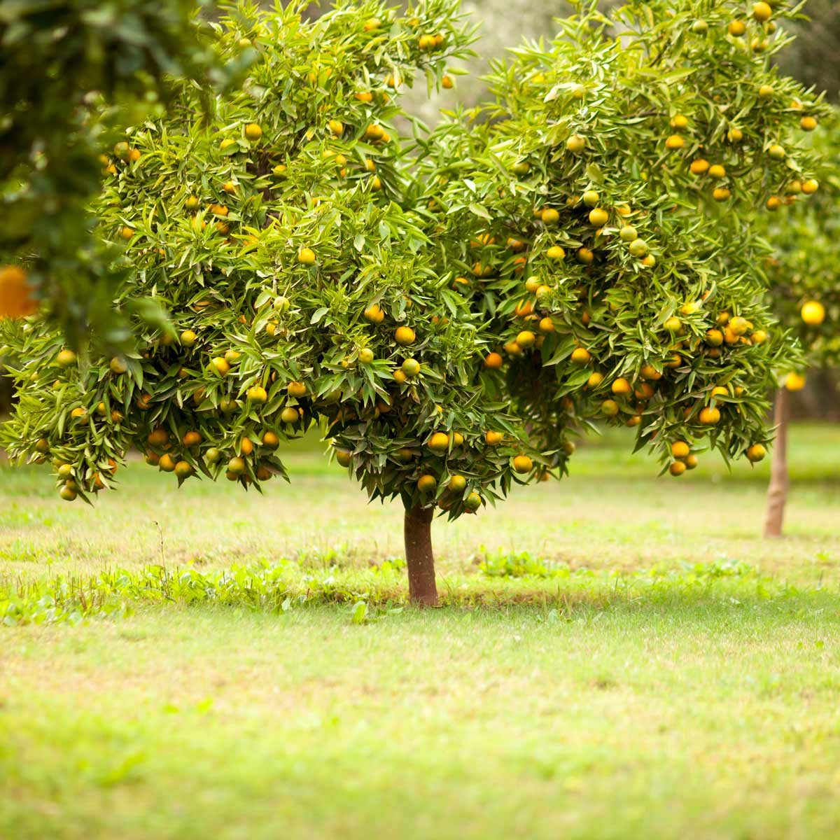 What You Need To Know Before You Buy A Fruit Tree For Your Garden - Odd ...
